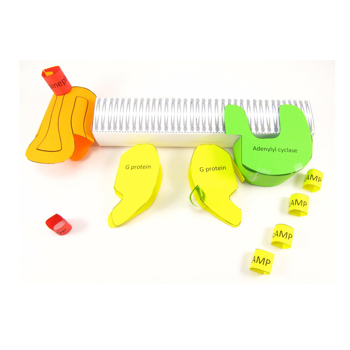 Cell Signalling – Origami Organelles