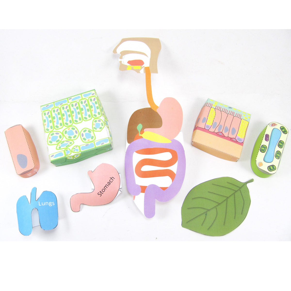 Cell Organisation – Origami Organelles