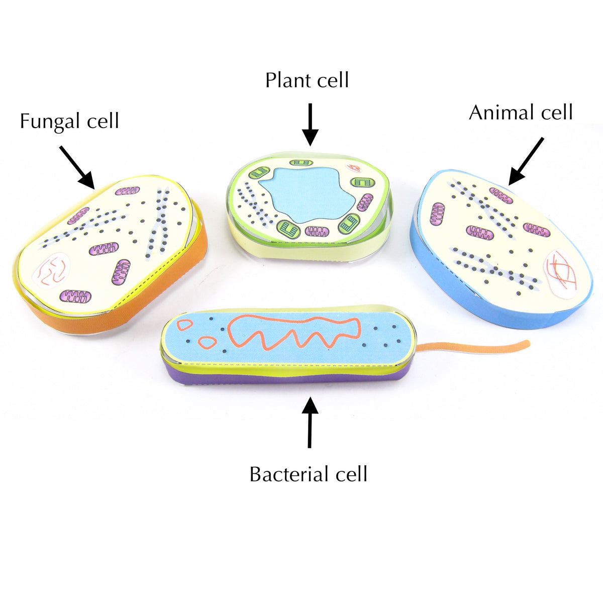 Cell Structure – Origami Organelles