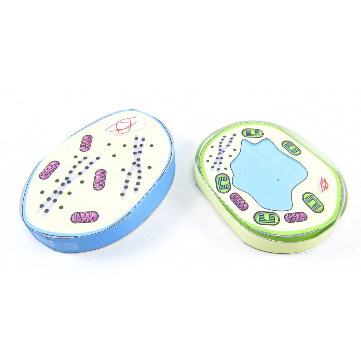 Cells – Origami Organelles