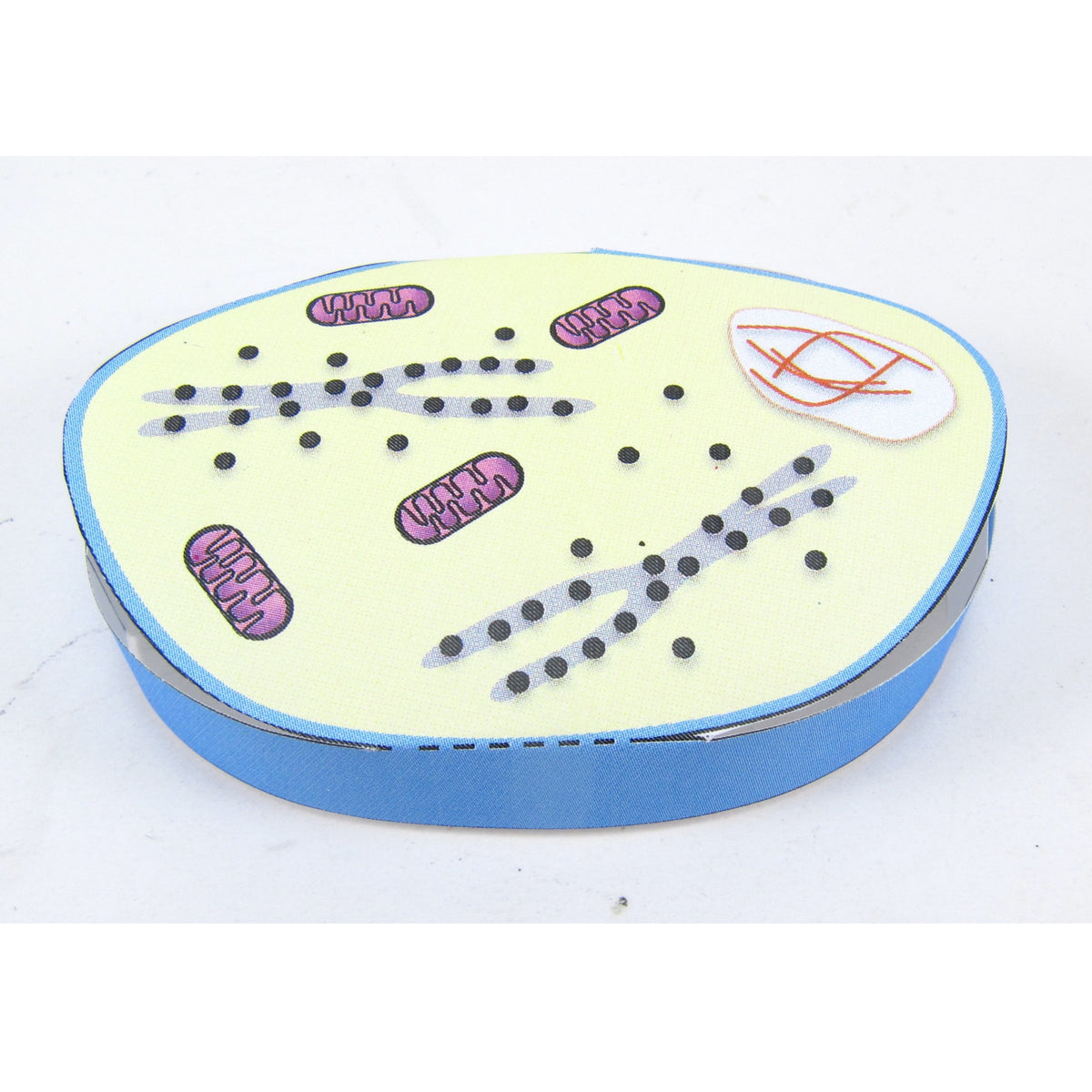 Cells – Origami Organelles