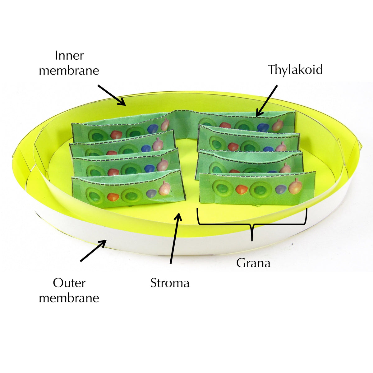 Chloroplasts – Origami Organelles