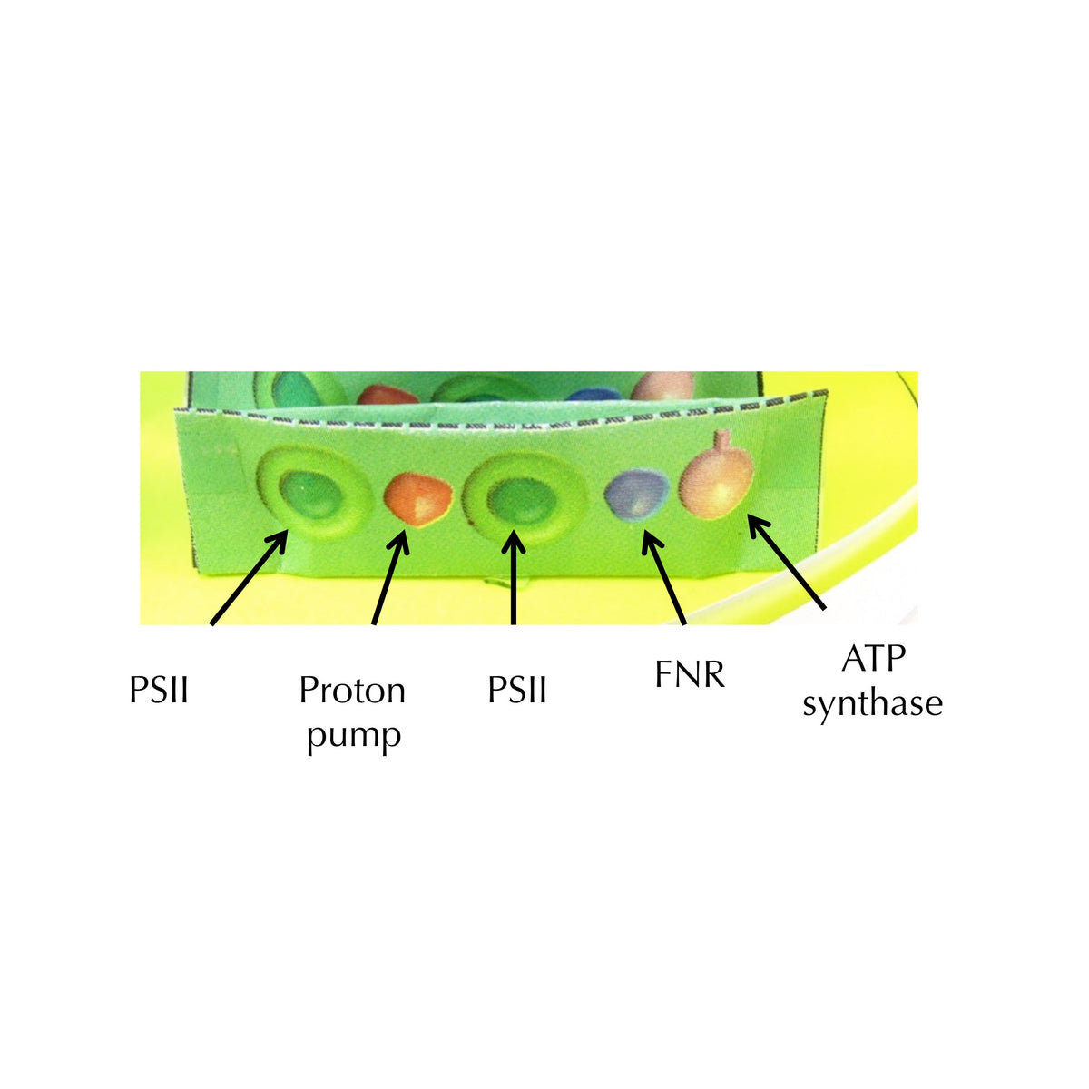 Chloroplasts – Origami Organelles