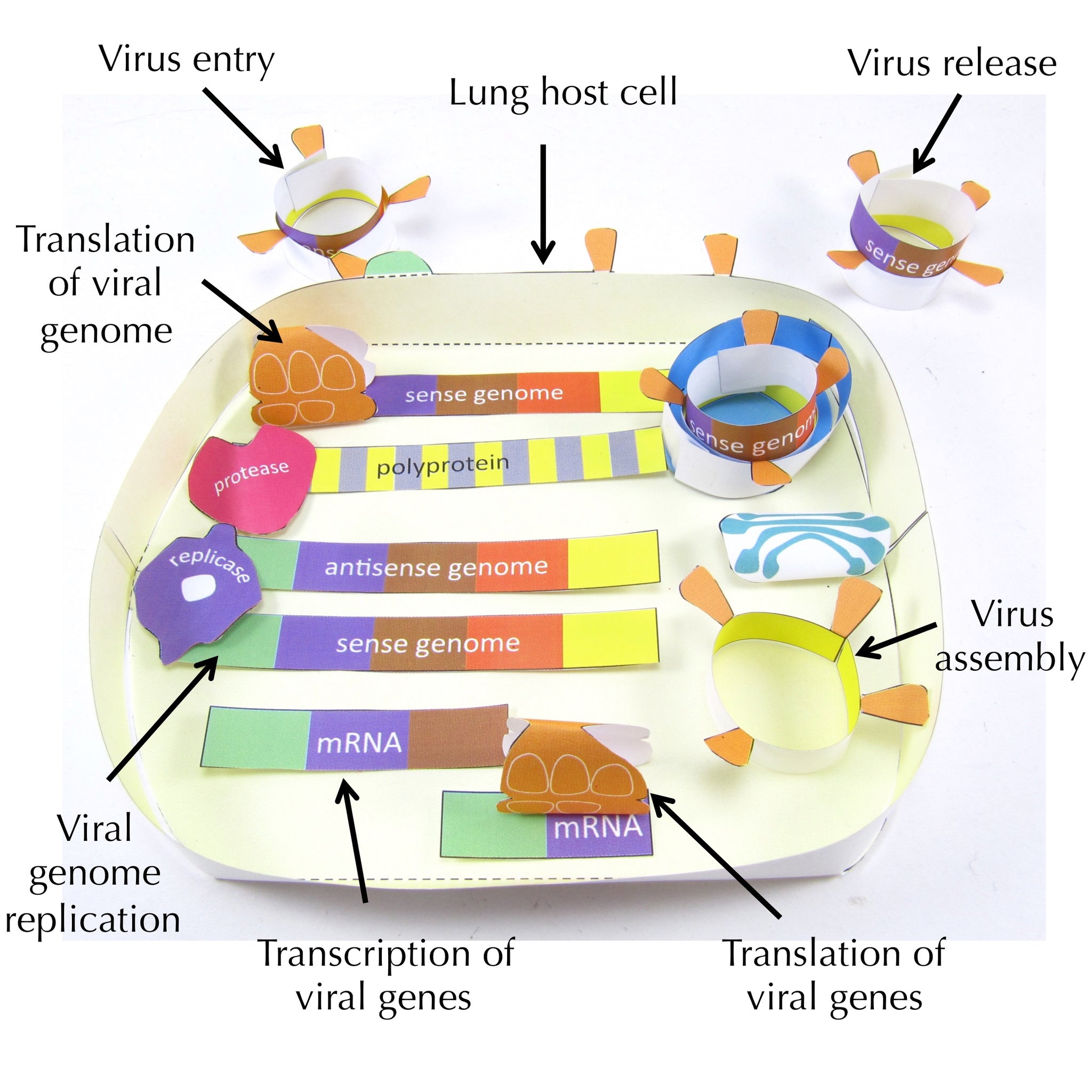 coronavirus genome replication