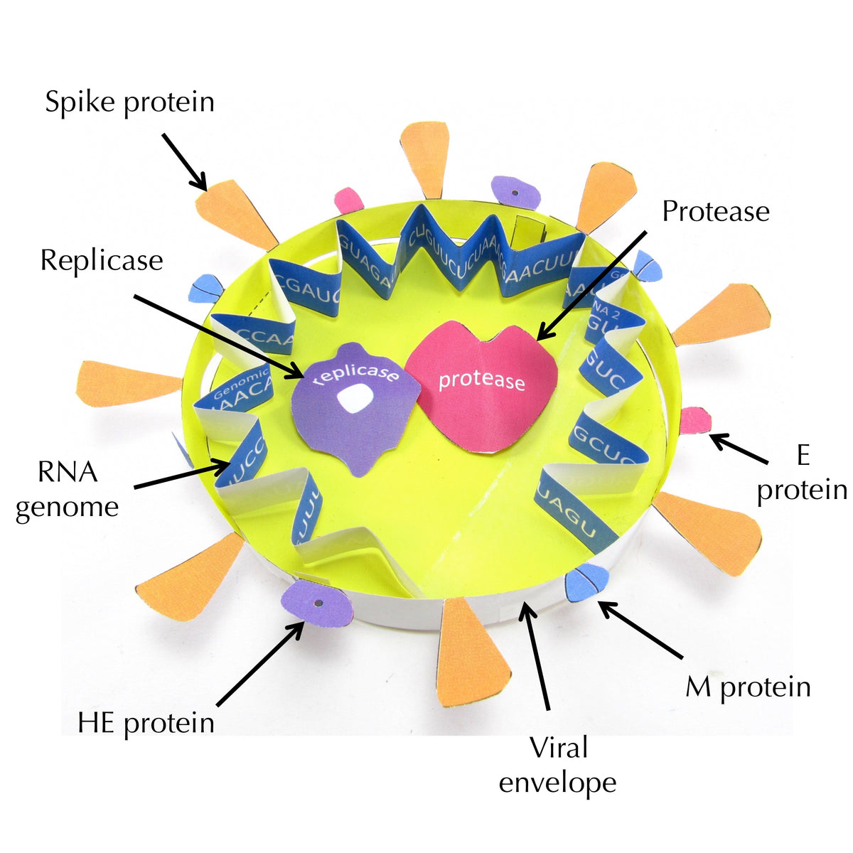 Coronavirus COVID-19 – Origami Organelles