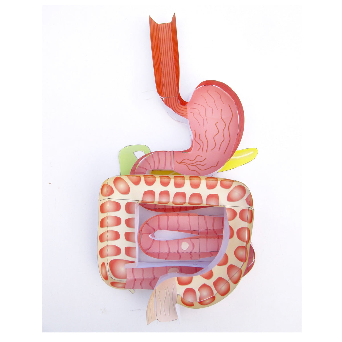 Digestive System – Origami Organelles