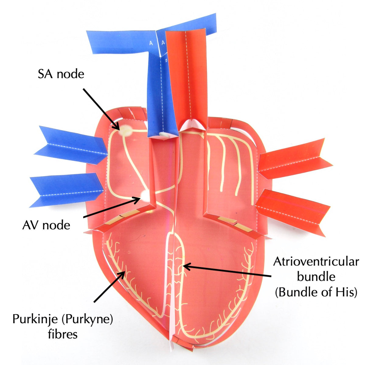 Electrical Control of the Heart – Origami Organelles
