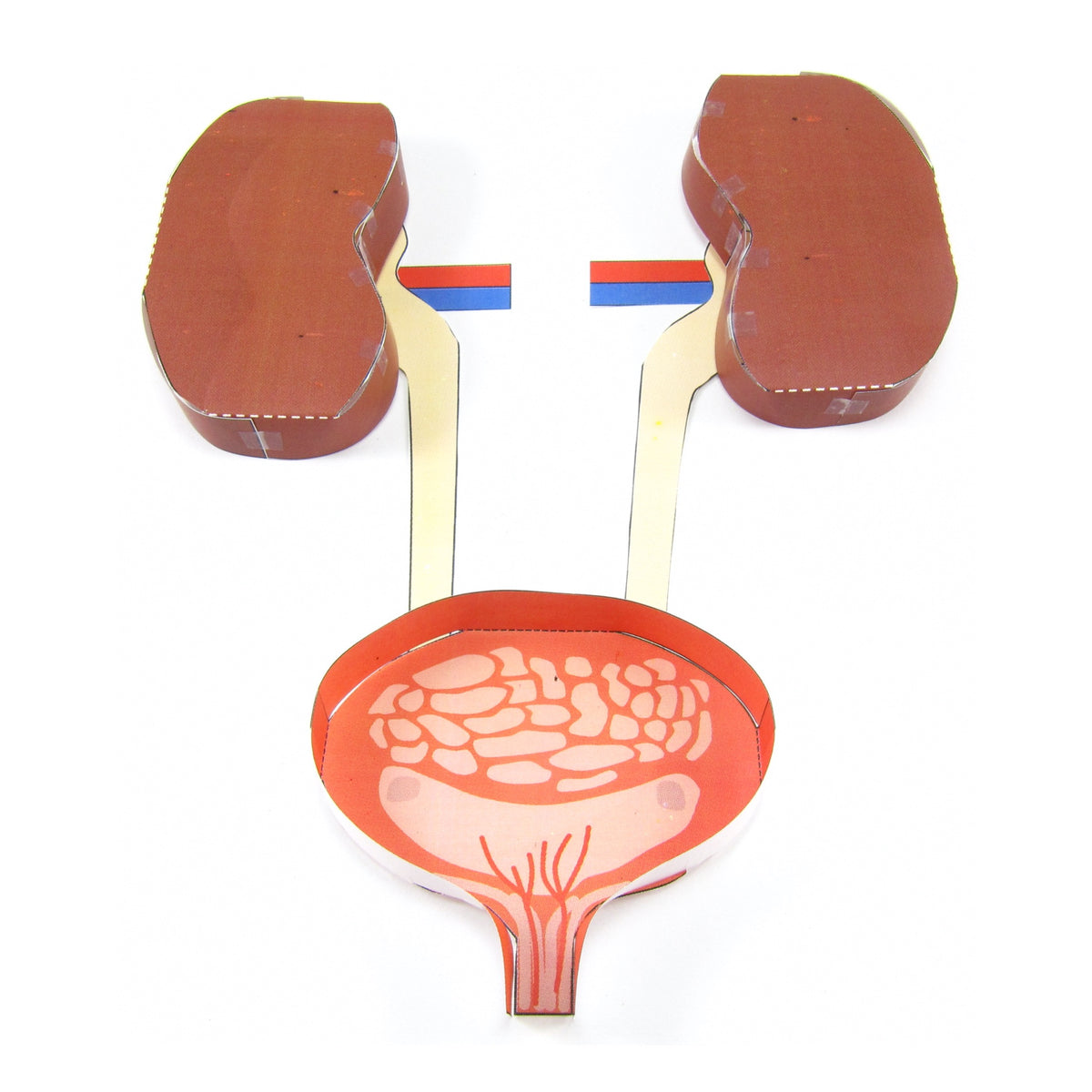 Excretory System – Origami Organelles
