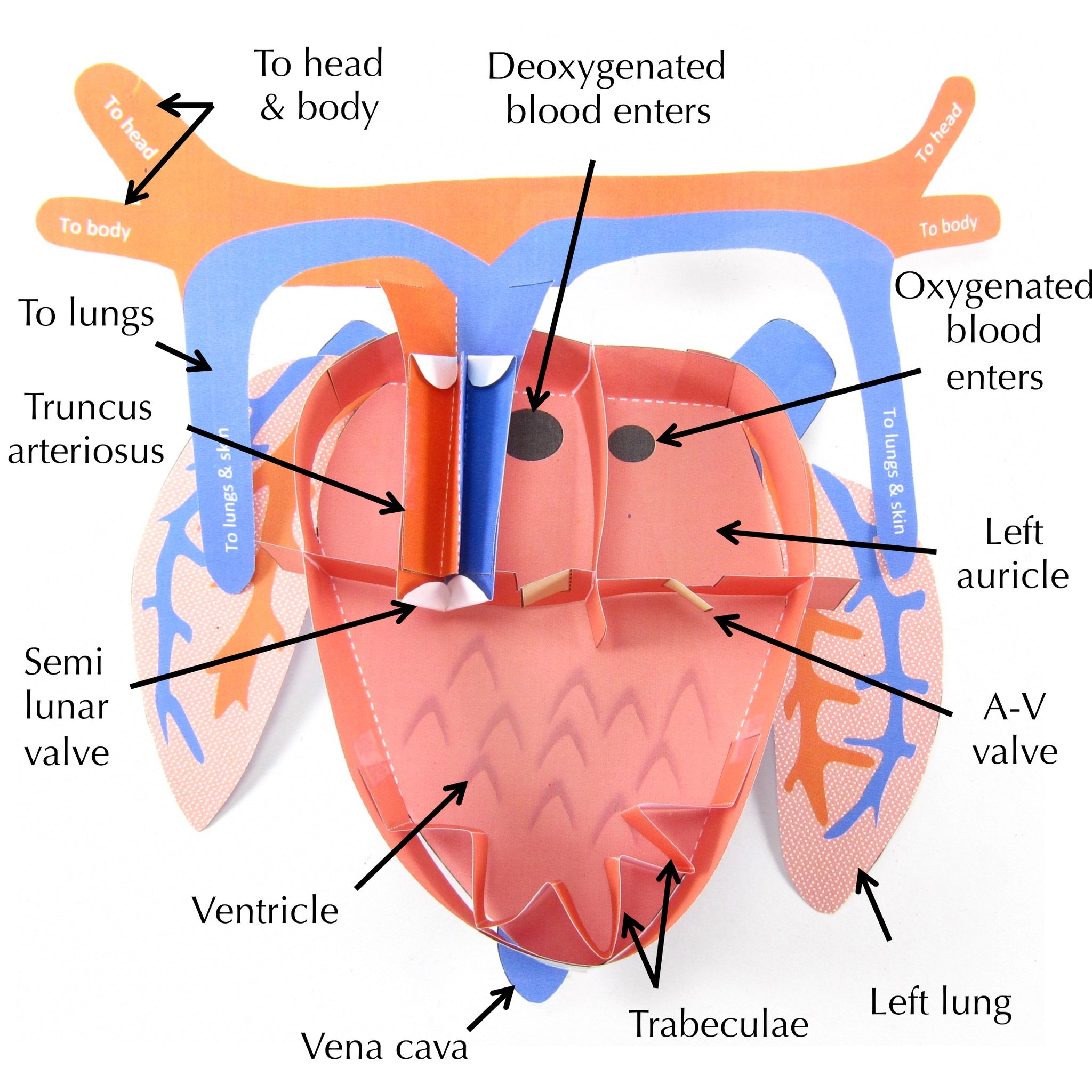 Frog Heart Anatomy frog-heart-anatomy