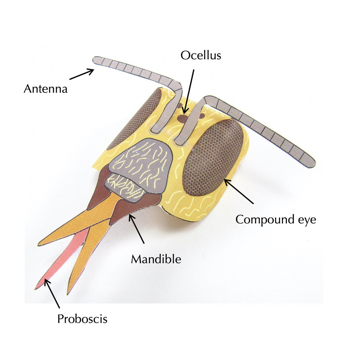 Honey Bee – Origami Organelles