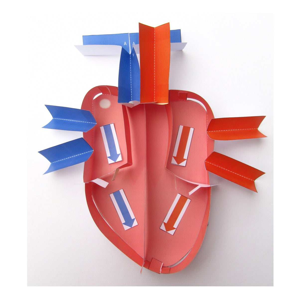 Human Heart – Origami Organelles