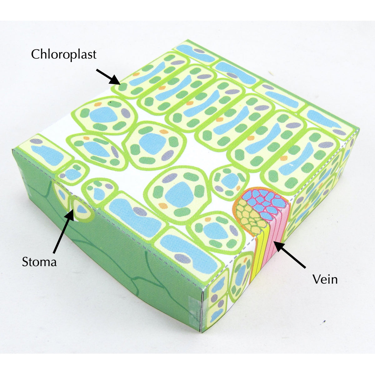 Internal Leaf Structures – Origami Organelles
