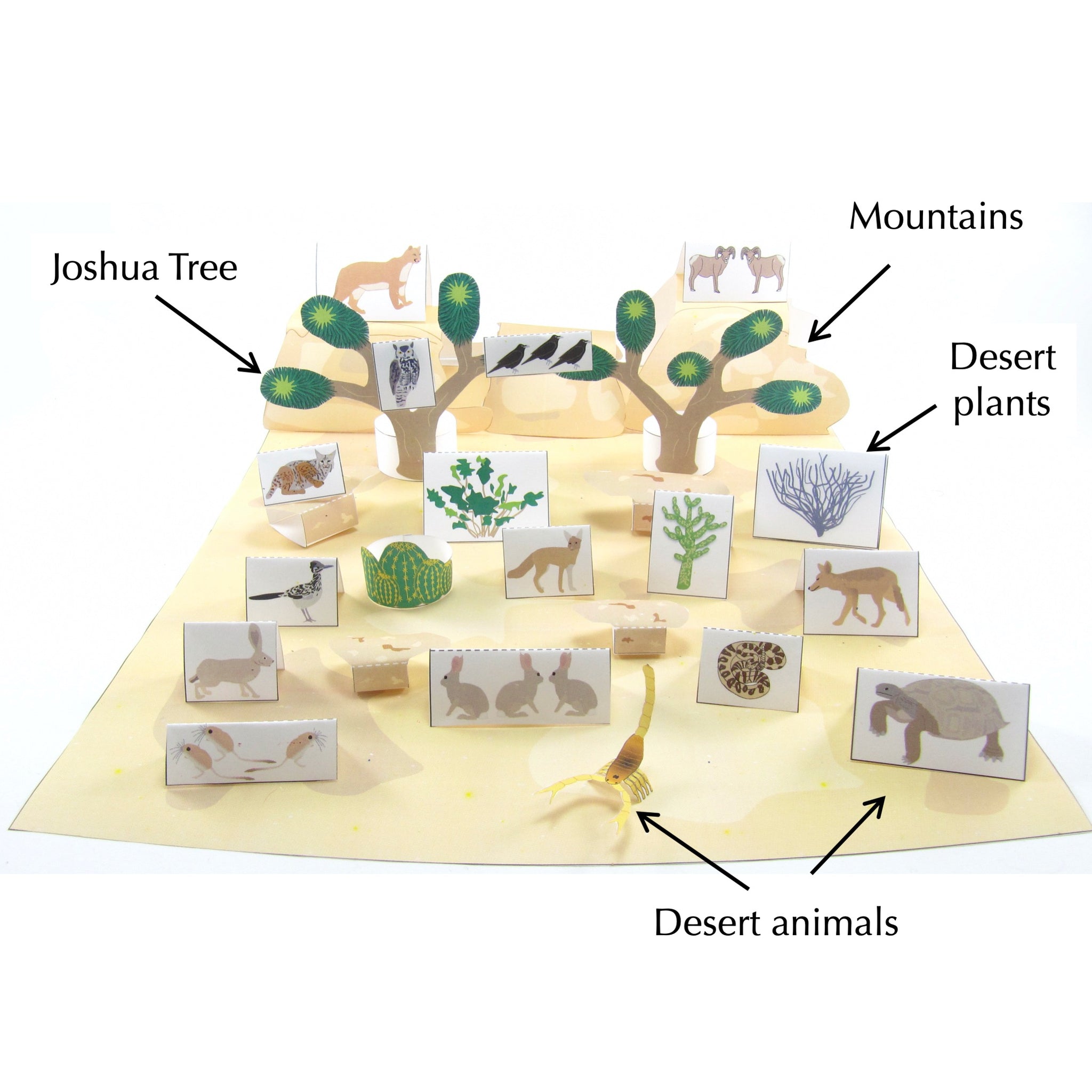 Ecosystem Of Desert