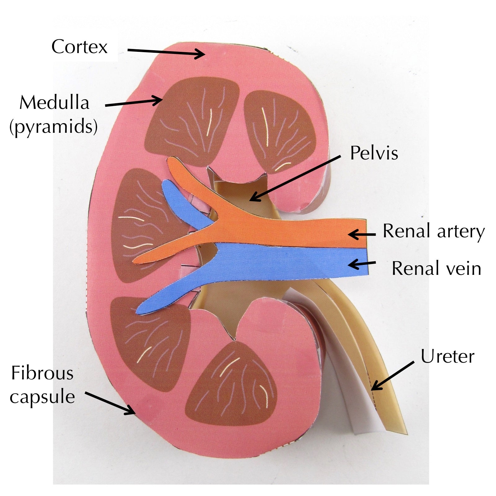 labeled kidney structure