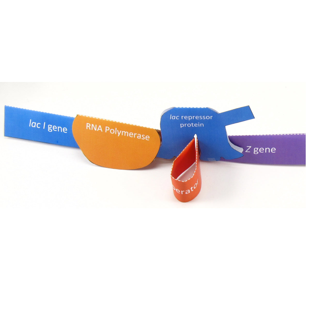 Lac Operon – Origami Organelles