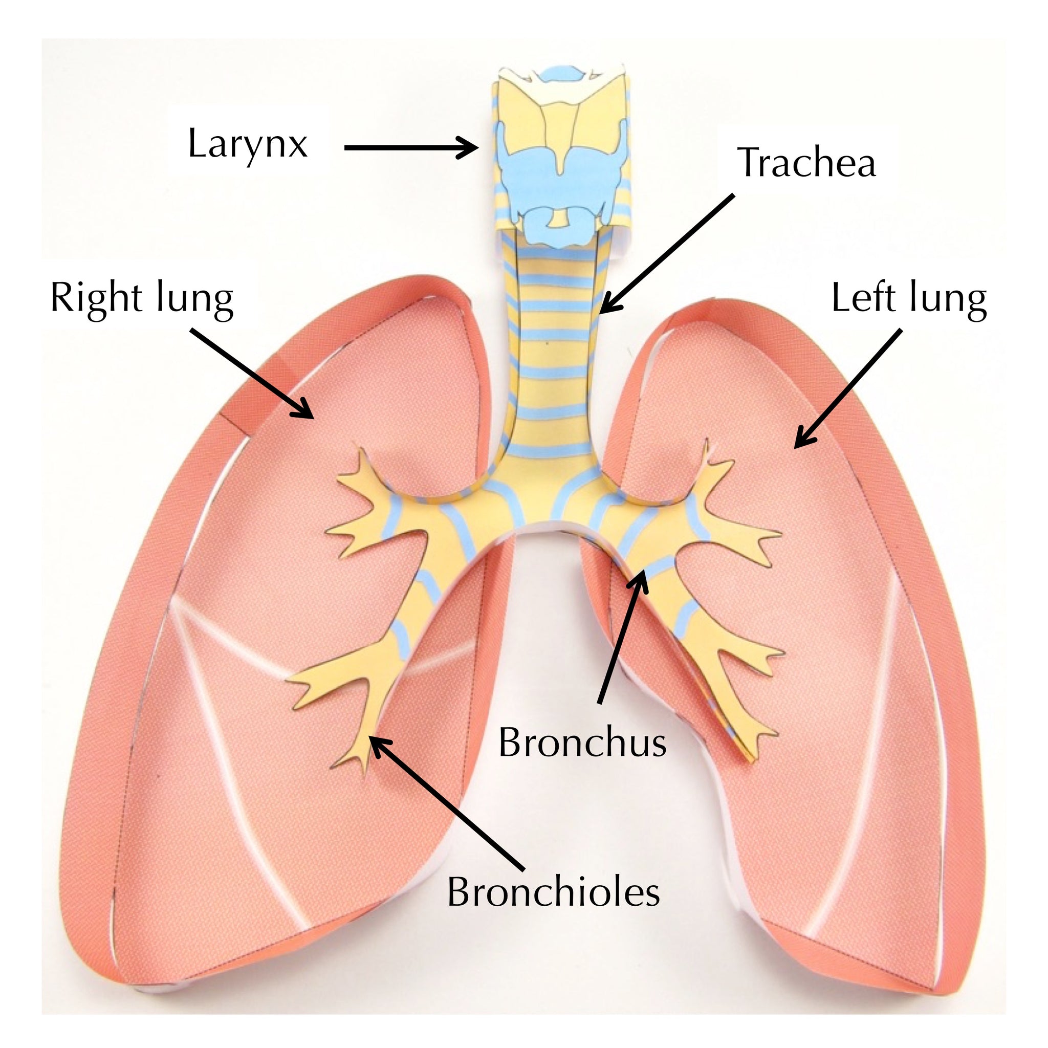 Human Trachea Model