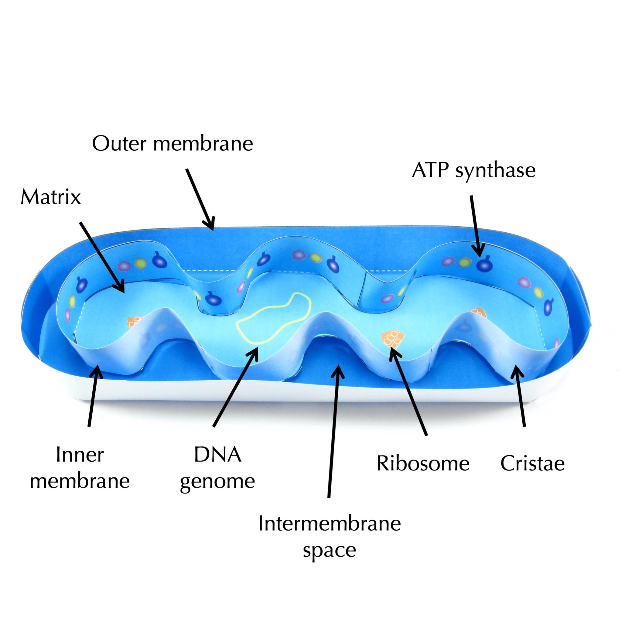 Mitochondria Model