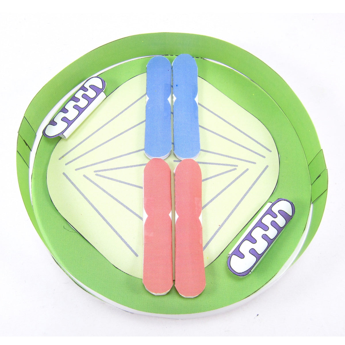 Mitosis & Cell Cycle – Origami Organelles