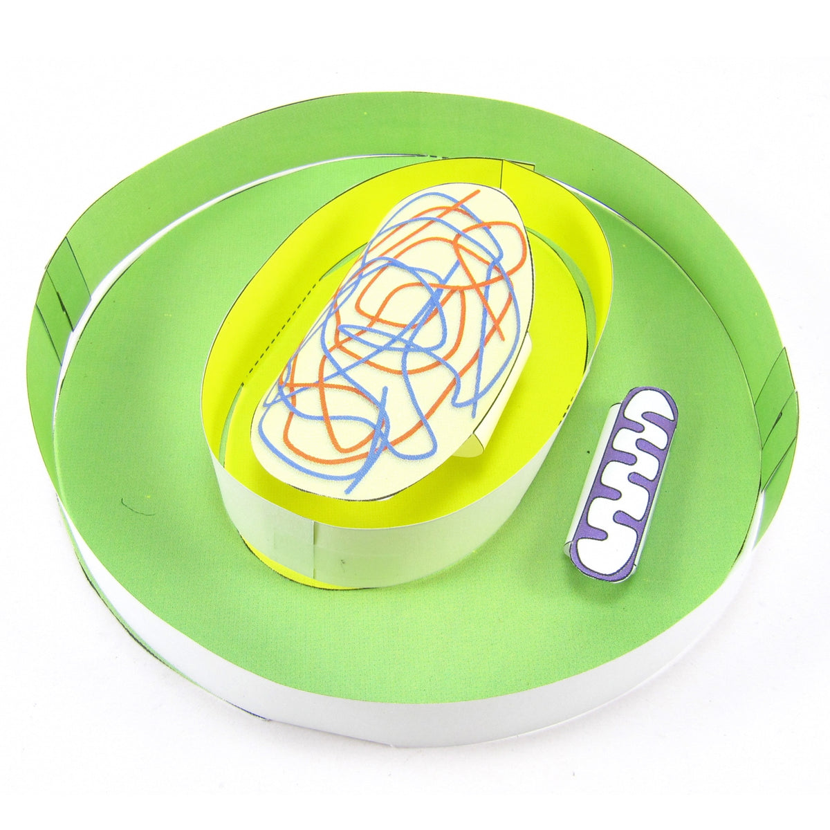 Mitosis & Cell Cycle – Origami Organelles