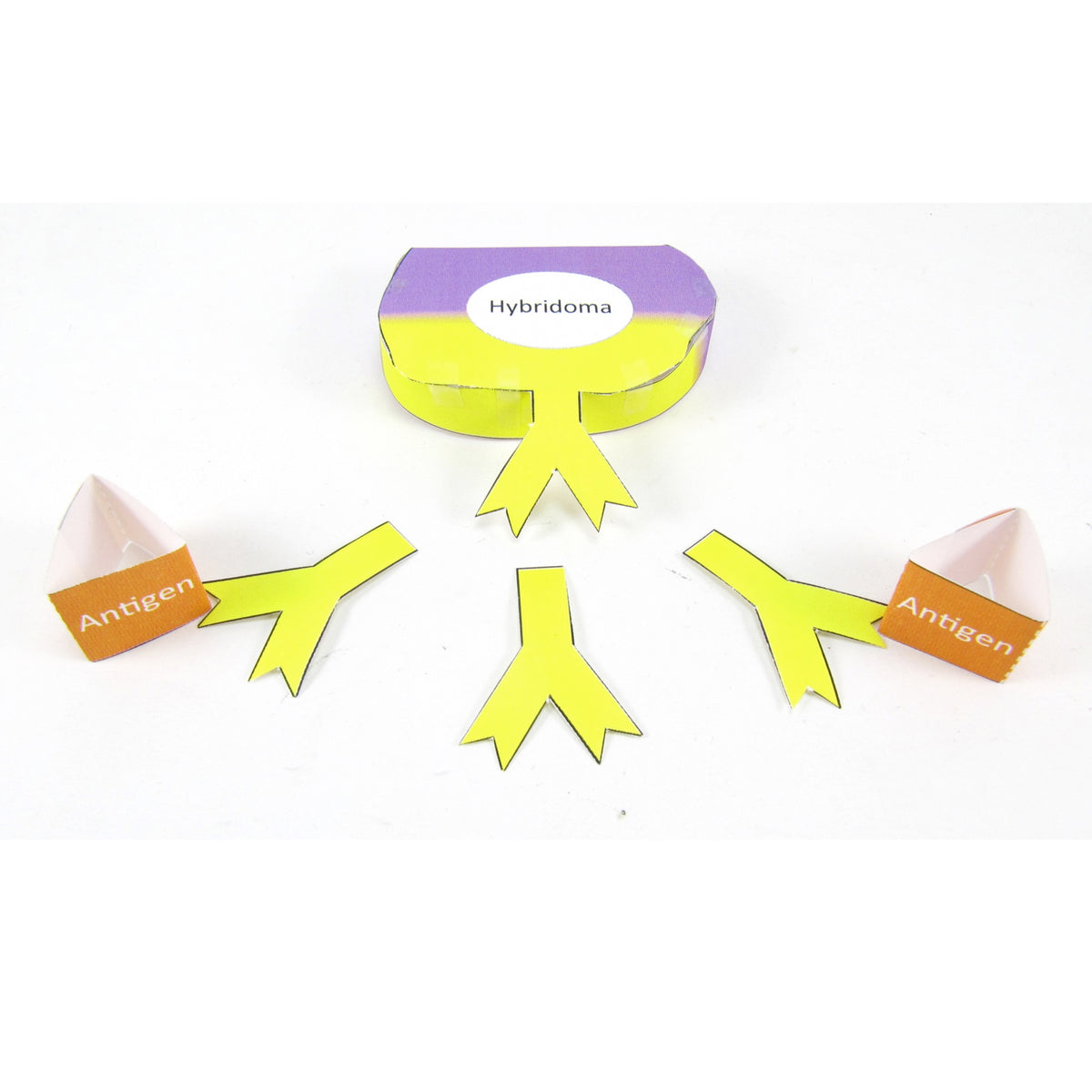 Monoclonal Antibodies – Origami Organelles