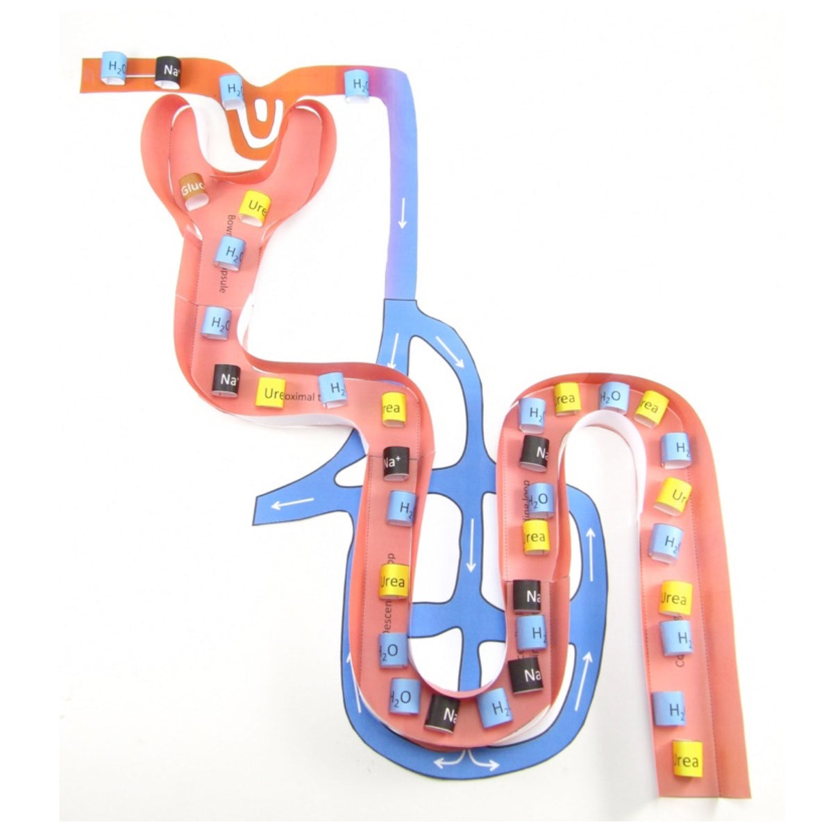 Nephron – Origami Organelles