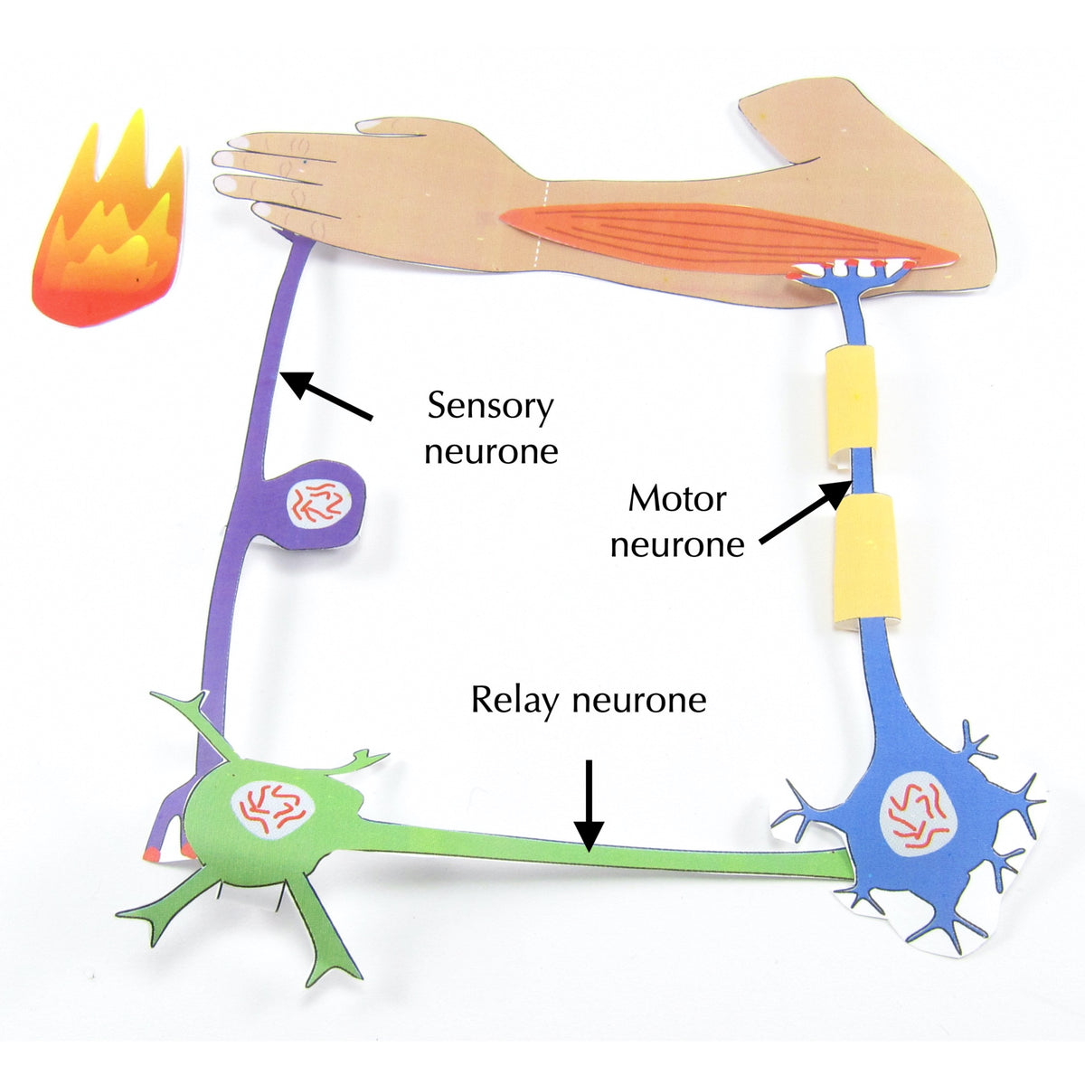 Nerve Cells & Reflexes – Origami Organelles
