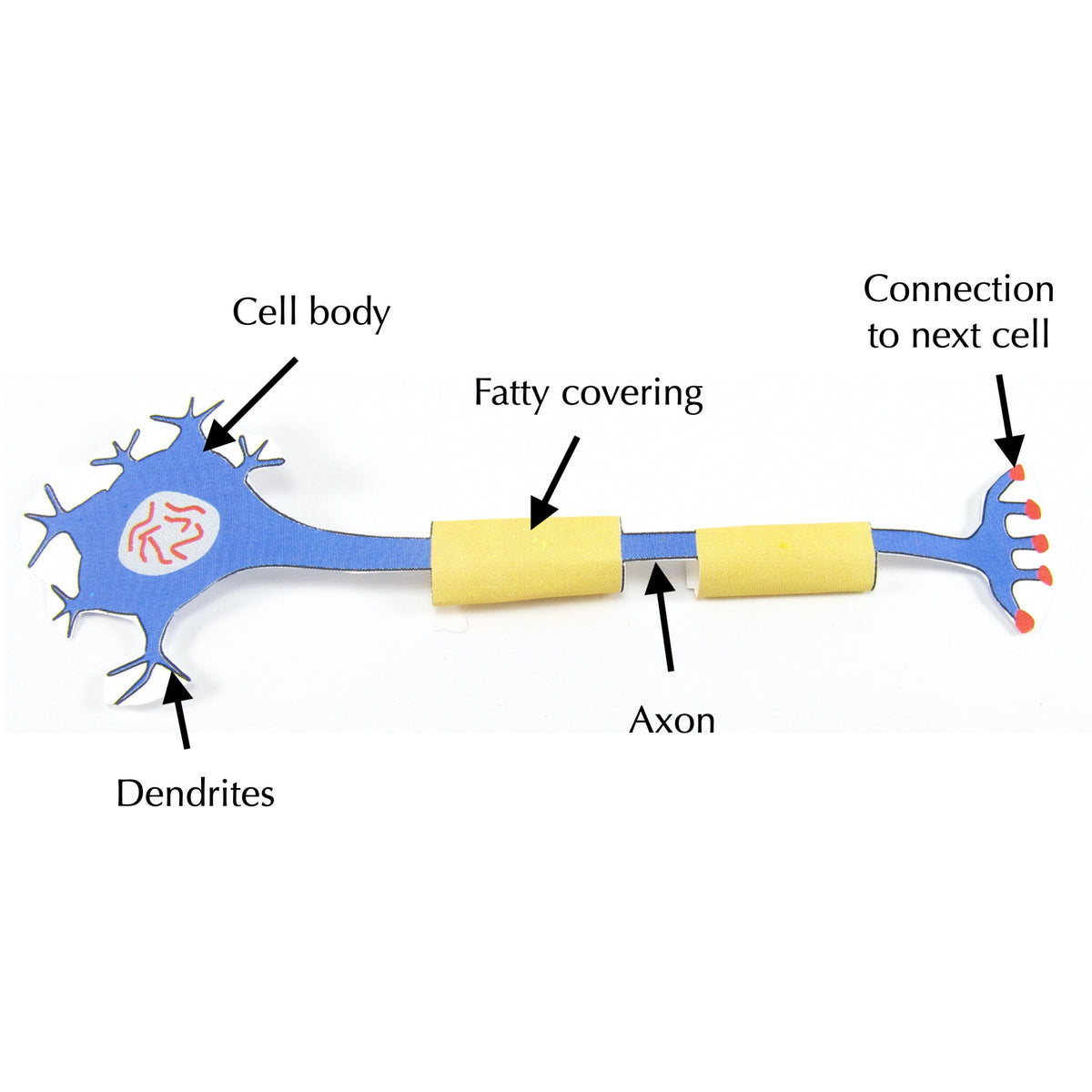 Nerve Cells & Reflexes – Origami Organelles