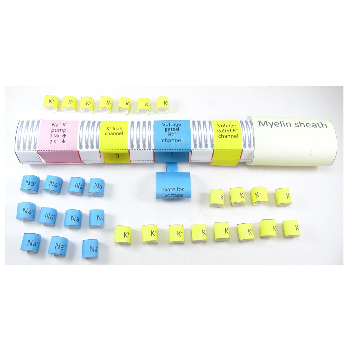 Nerve Impulses – Origami Organelles