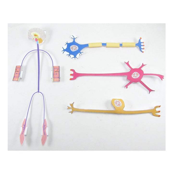 Nervous System – Origami Organelles