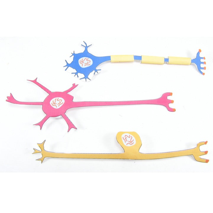 Nervous System – Origami Organelles