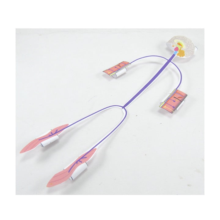 Nervous System – Origami Organelles