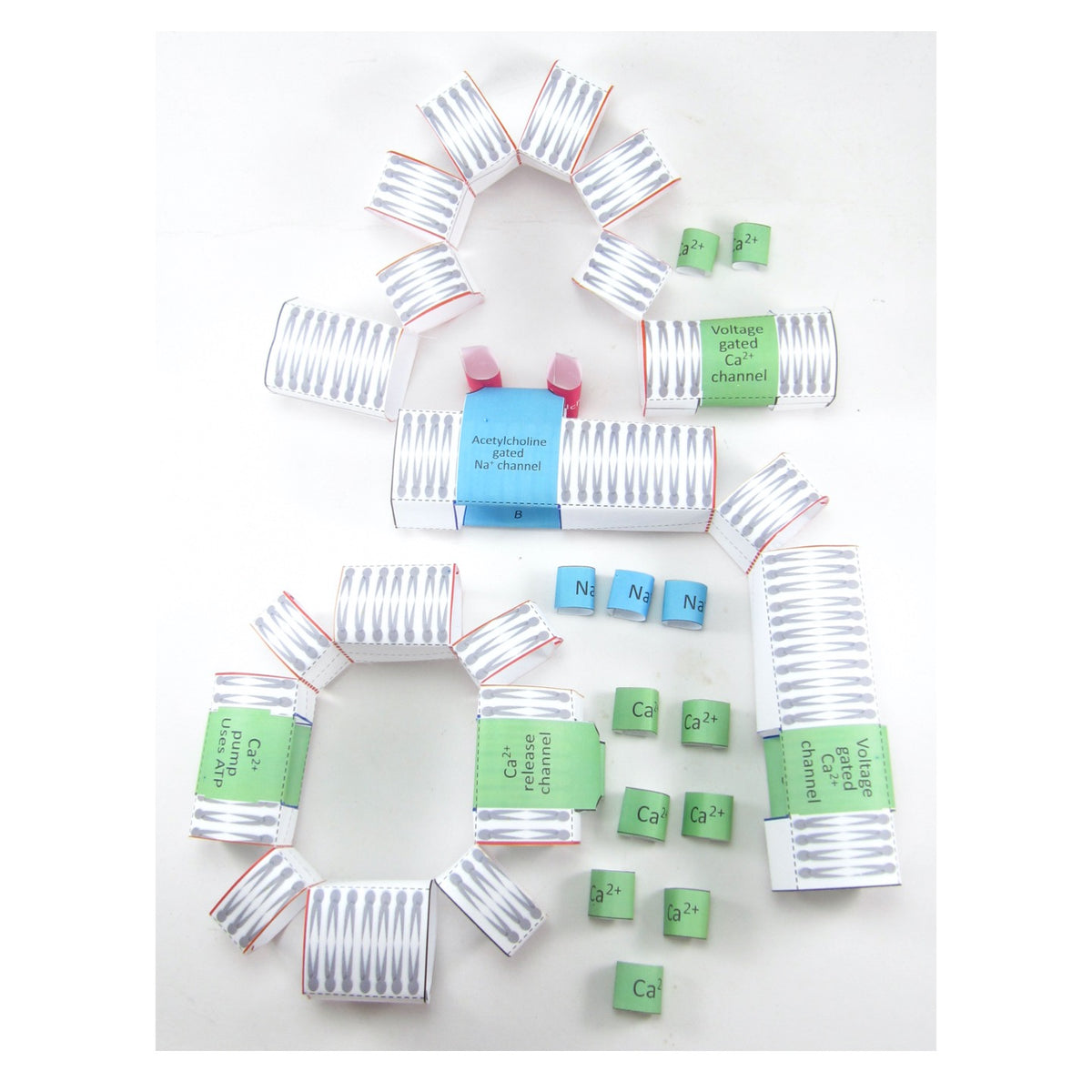 Neuromuscular Junction – Origami Organelles