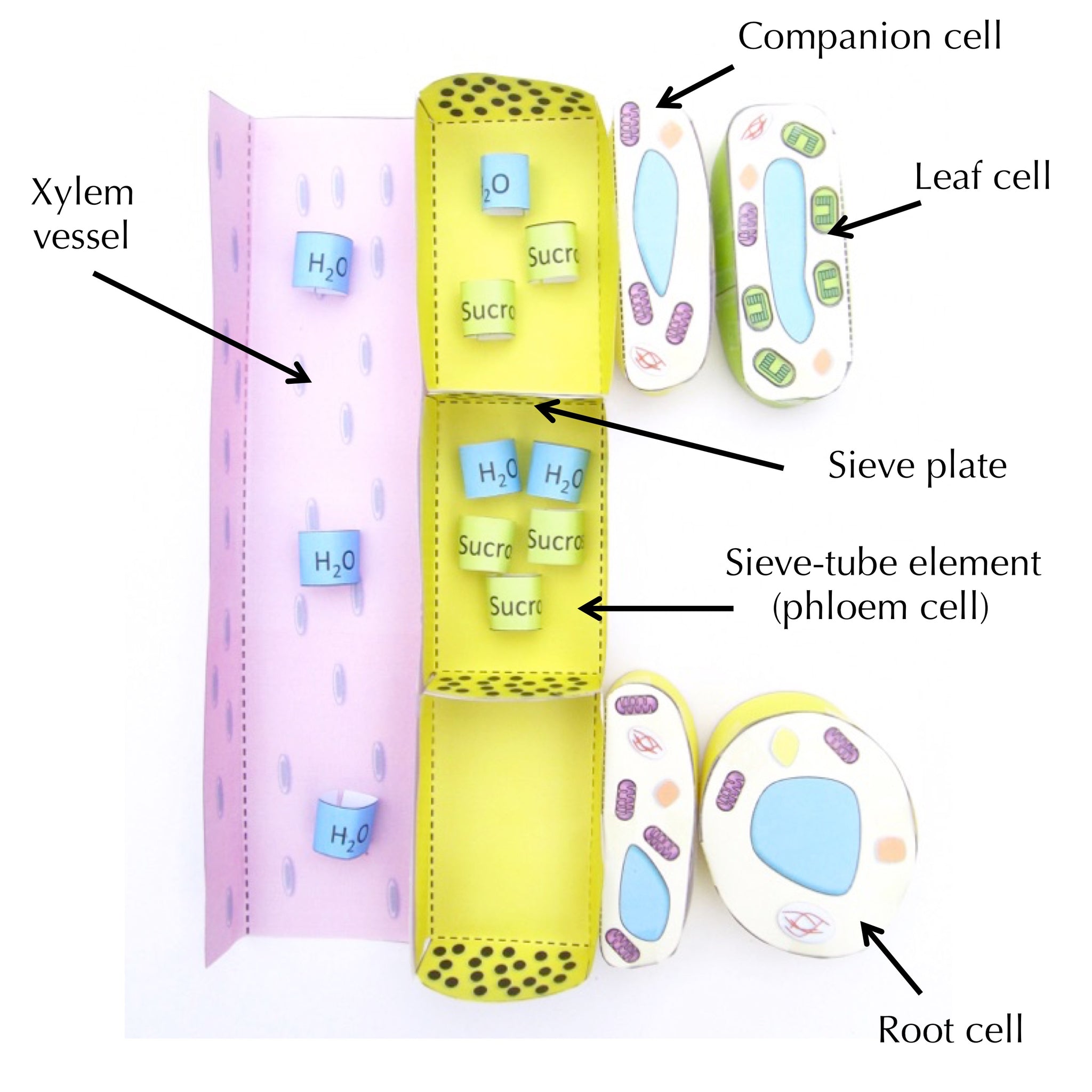 Phloem Cell