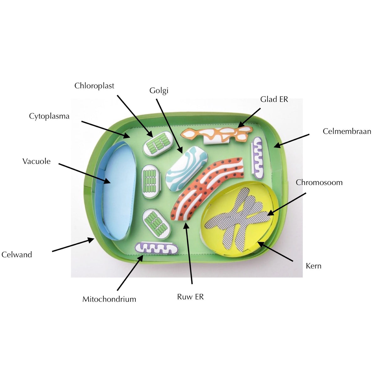 Celwand Diagram Presentatie IGEM.pptx
