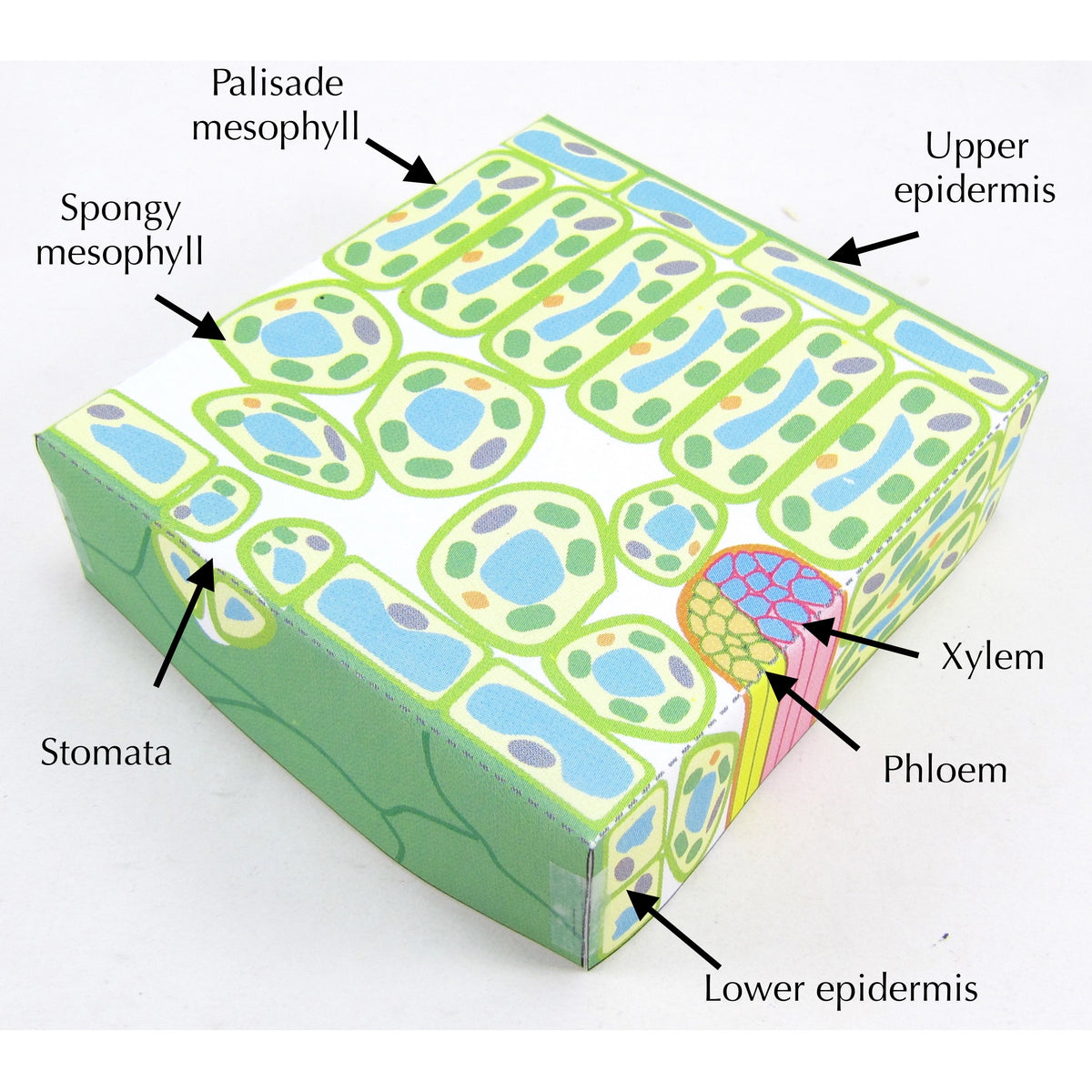 Plant Cell Organisation – Origami Organelles