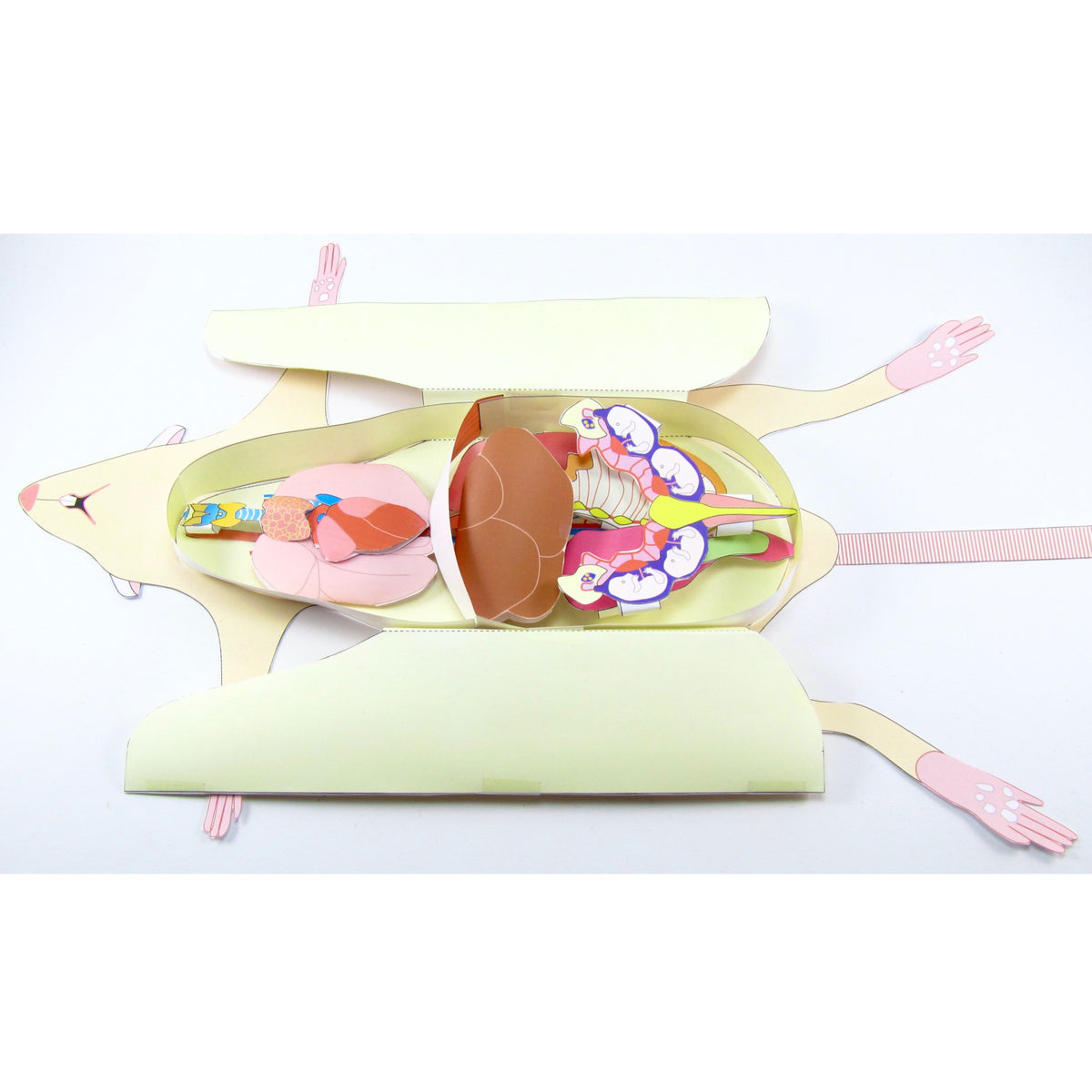 Rat Dissection Paper Model – Origami Organelles