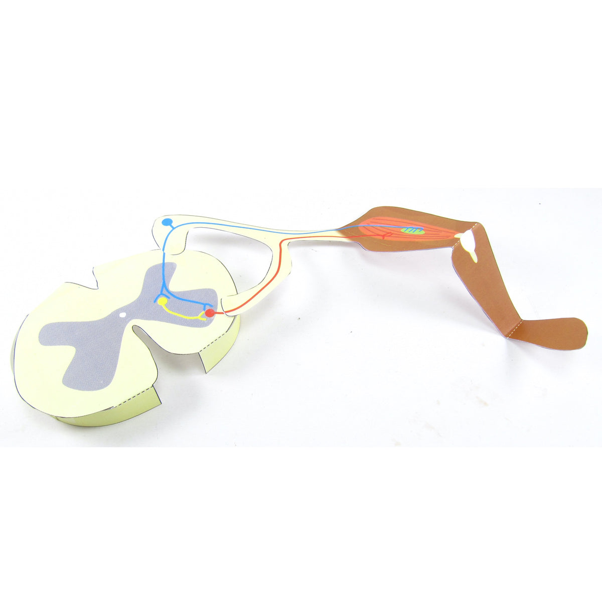 Reflexes – Origami Organelles