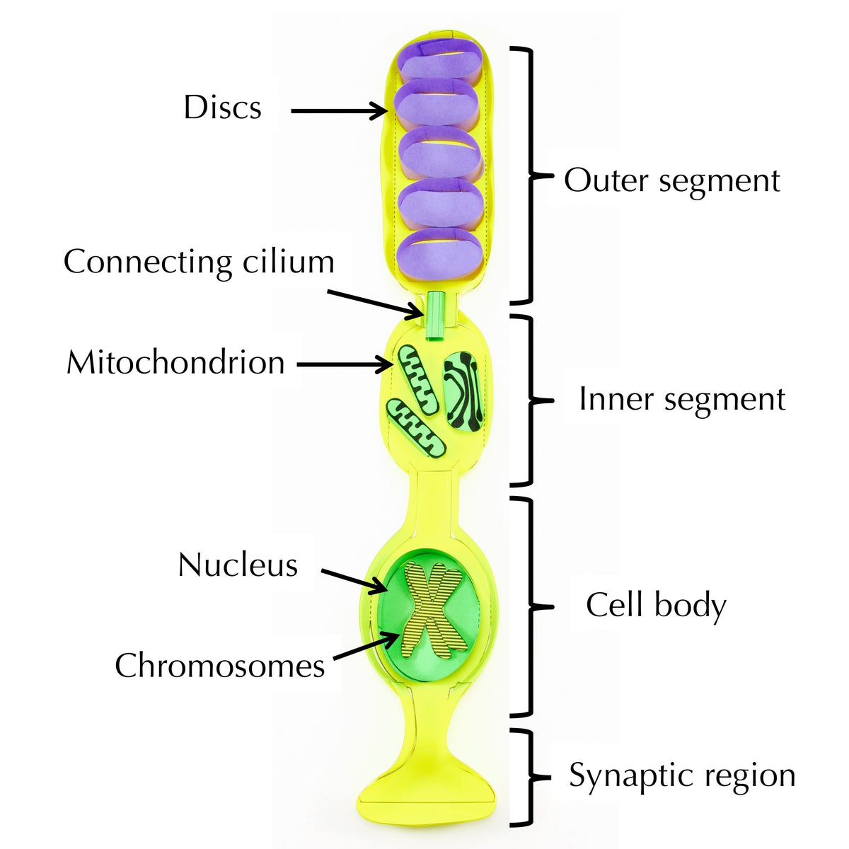 Rod Photoreceptor Cell – Origami Organelles