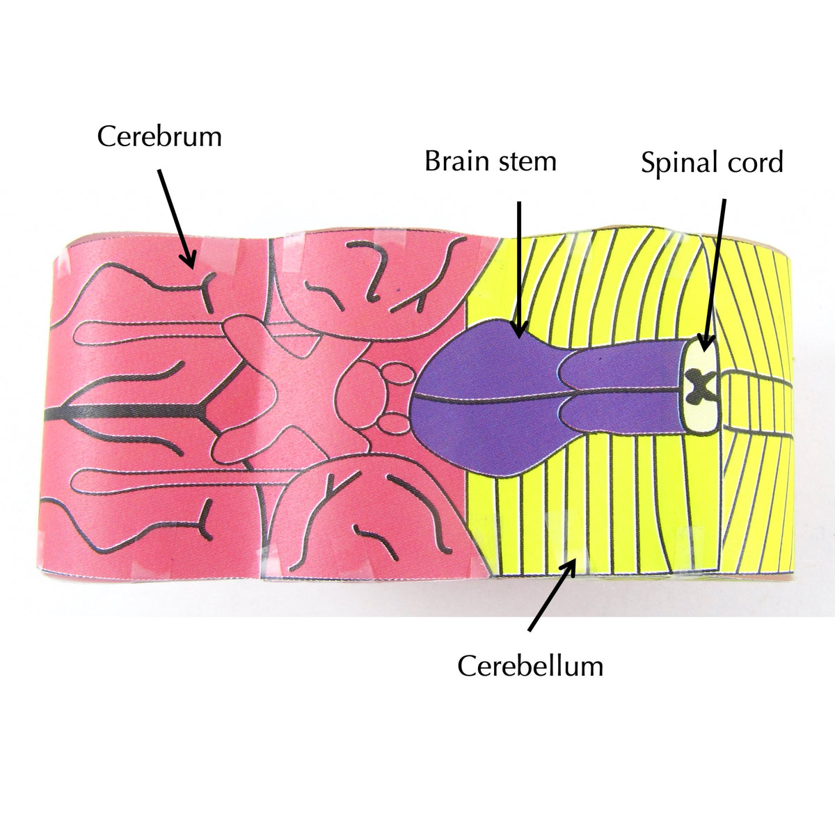 Simple Brain – Origami Organelles