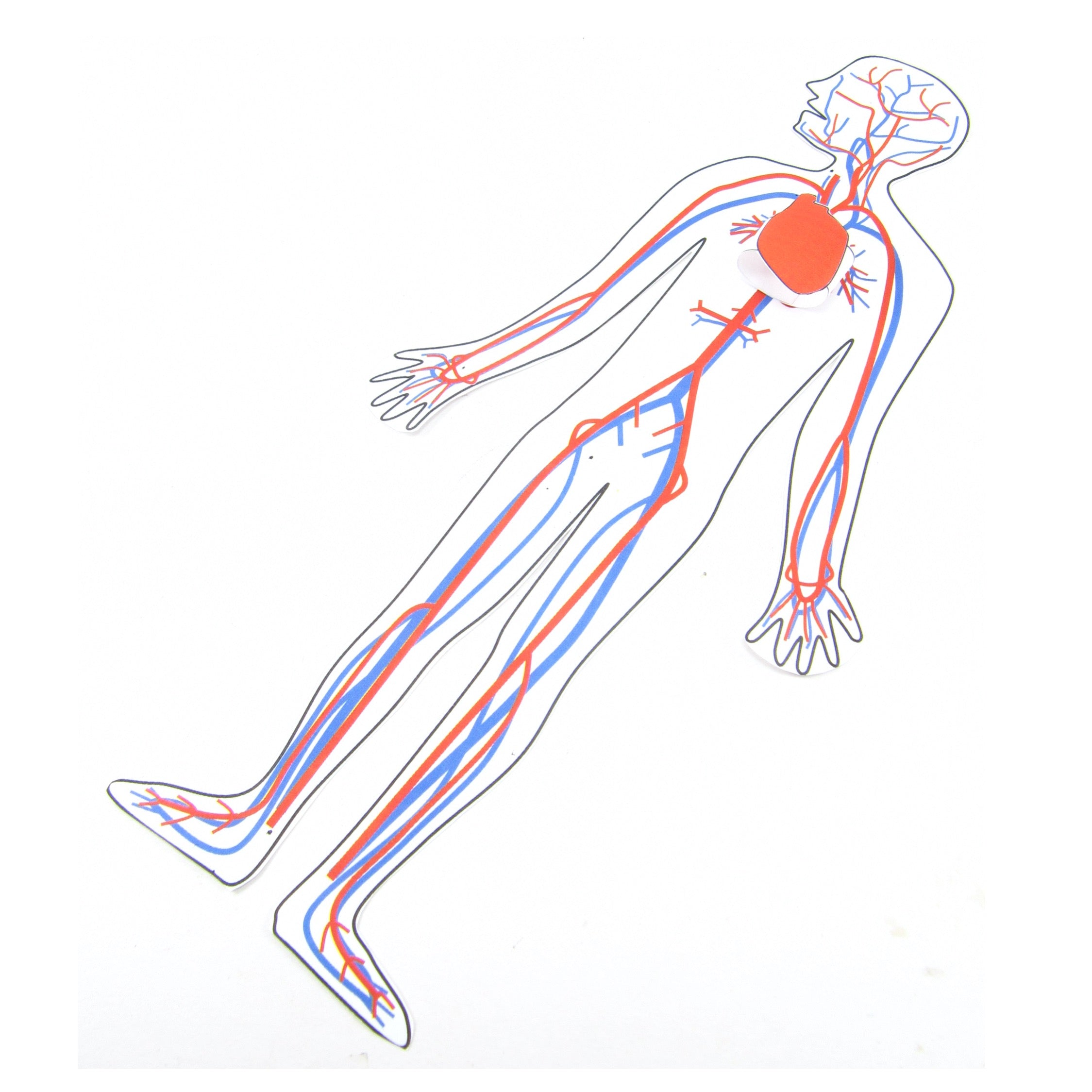 Circulatory System Images For Kids Simple Circulatory System