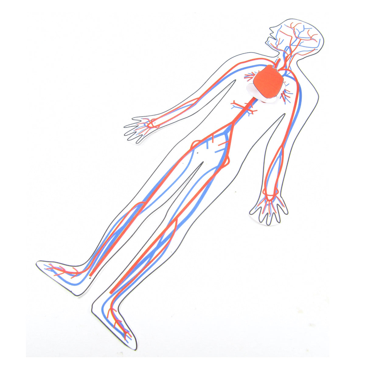 Simple Circulatory System – Origami Organelles