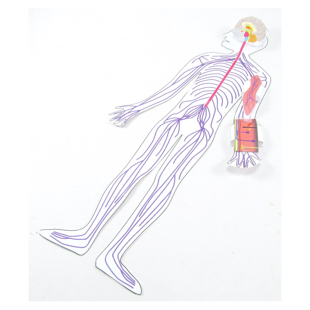 Simple Nervous System – Origami Organelles