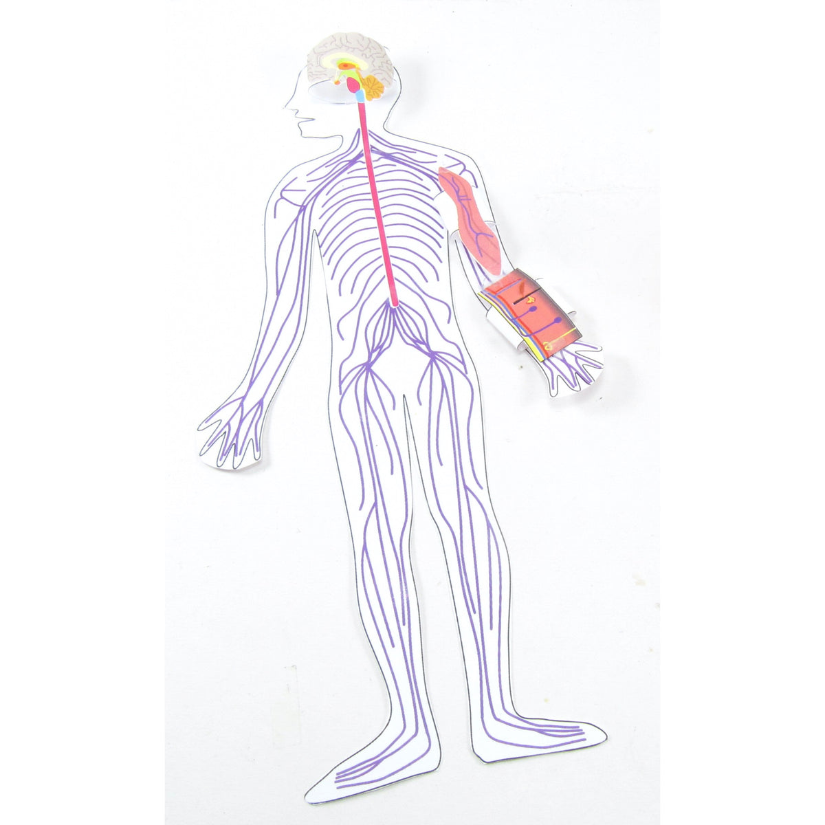 Simple Nervous System – Origami Organelles