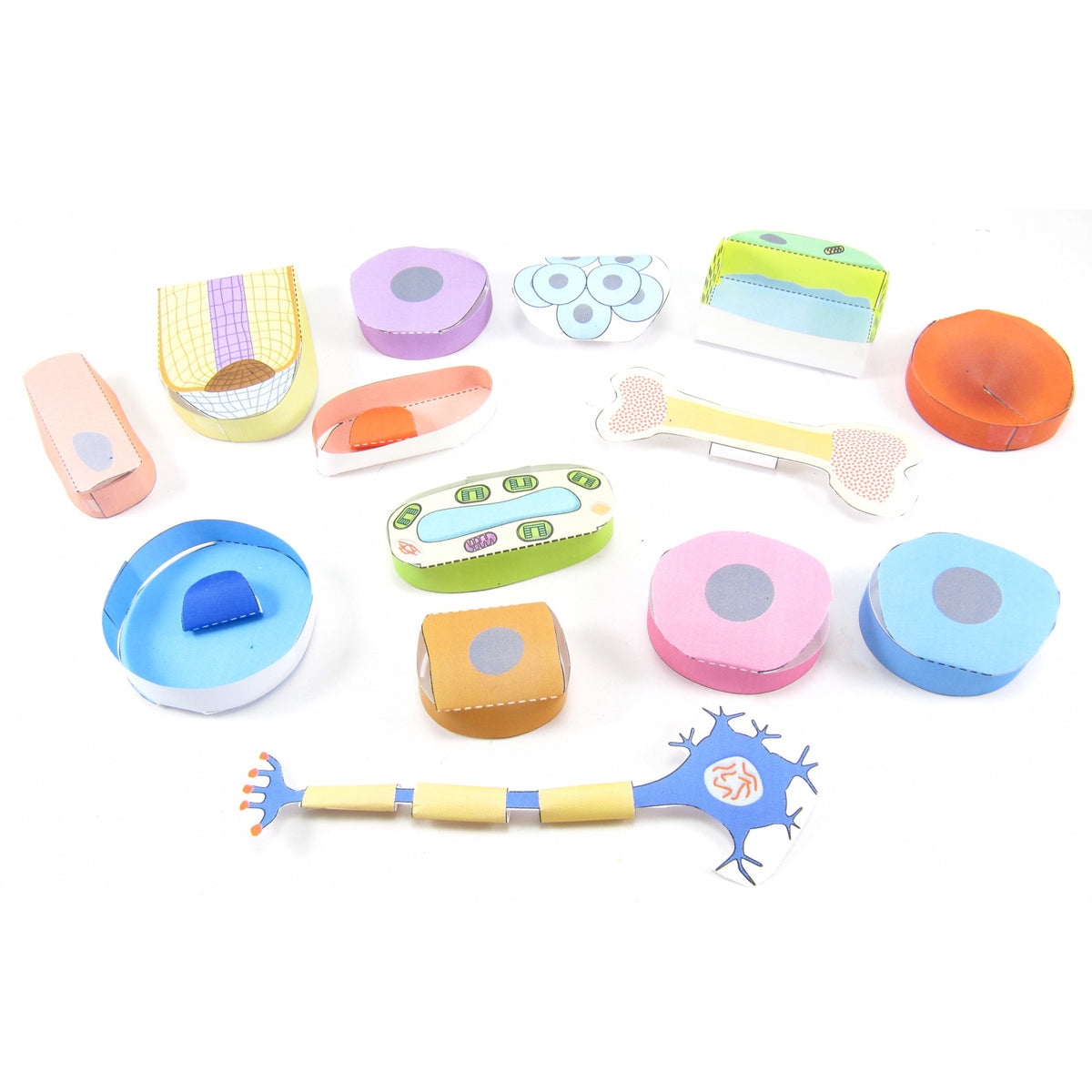 Simple Stem Cells – Origami Organelles