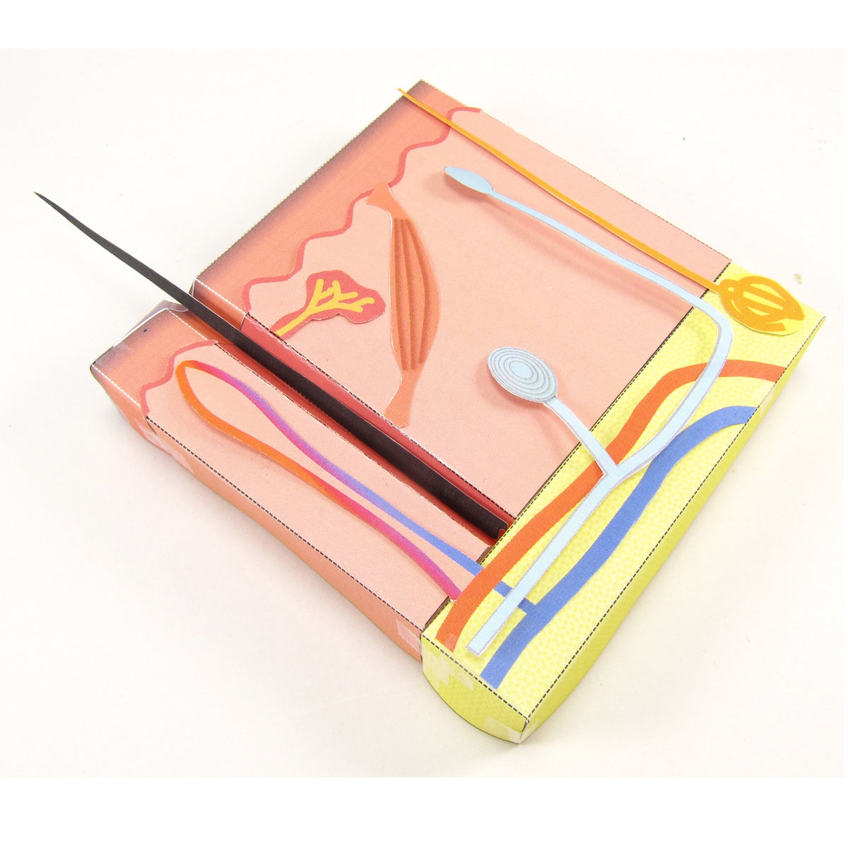 Skin – Origami Organelles