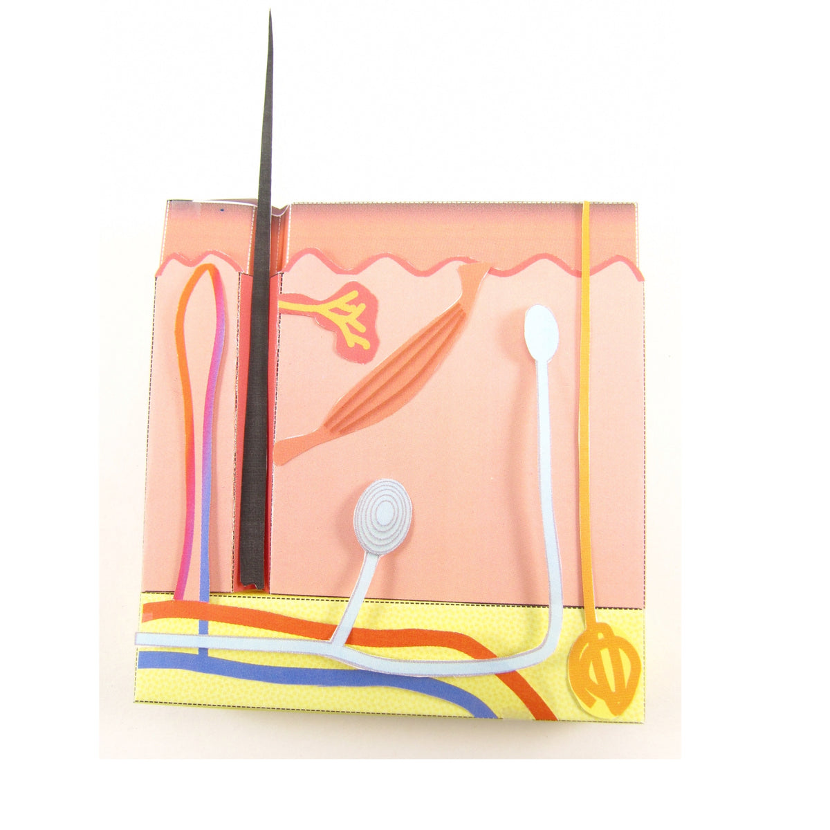 Skin – Origami Organelles