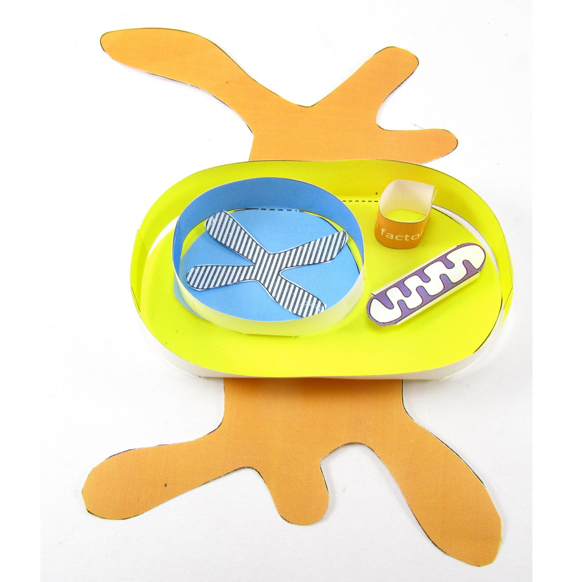 Stem Cells – Origami Organelles