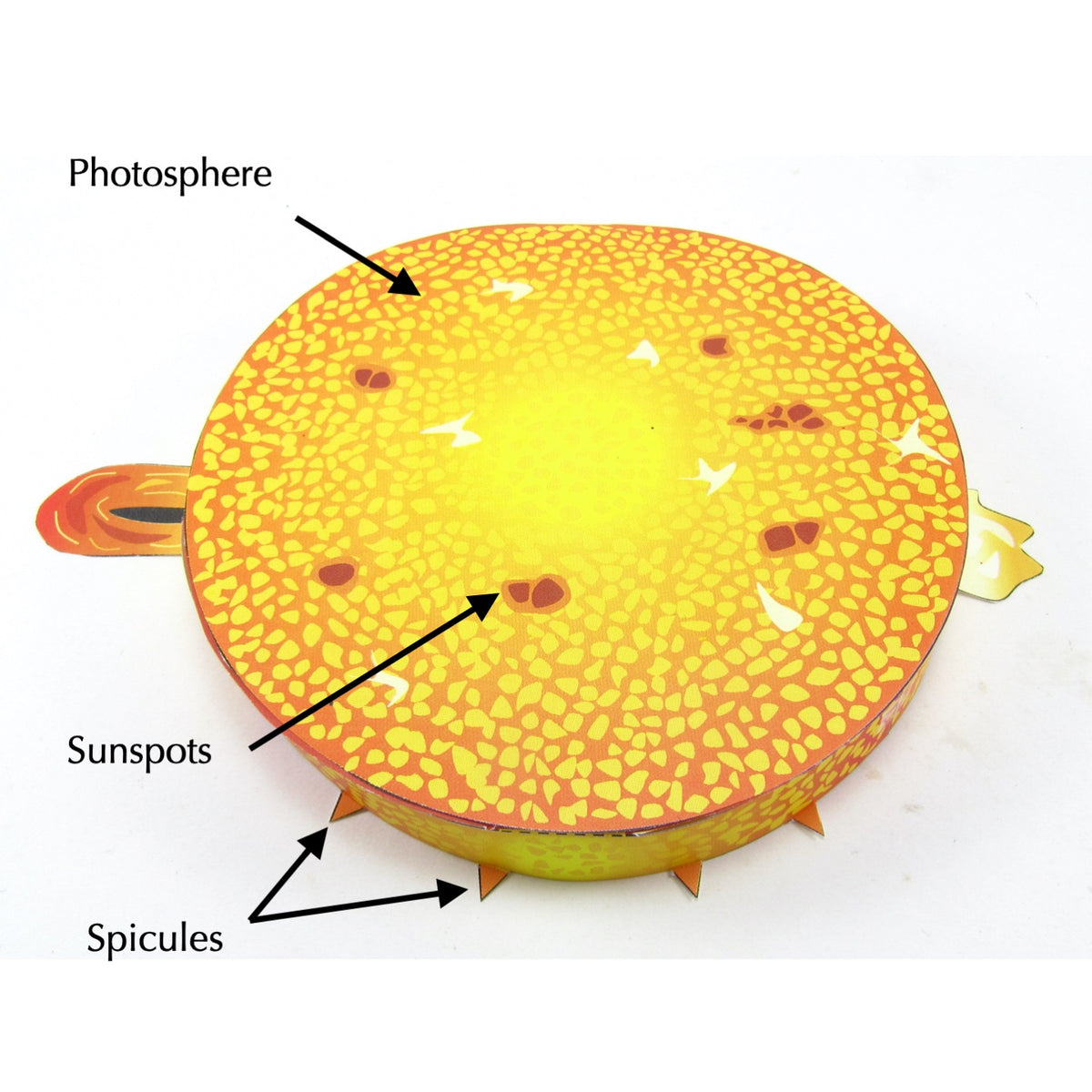 Structure of the Sun – Origami Organelles