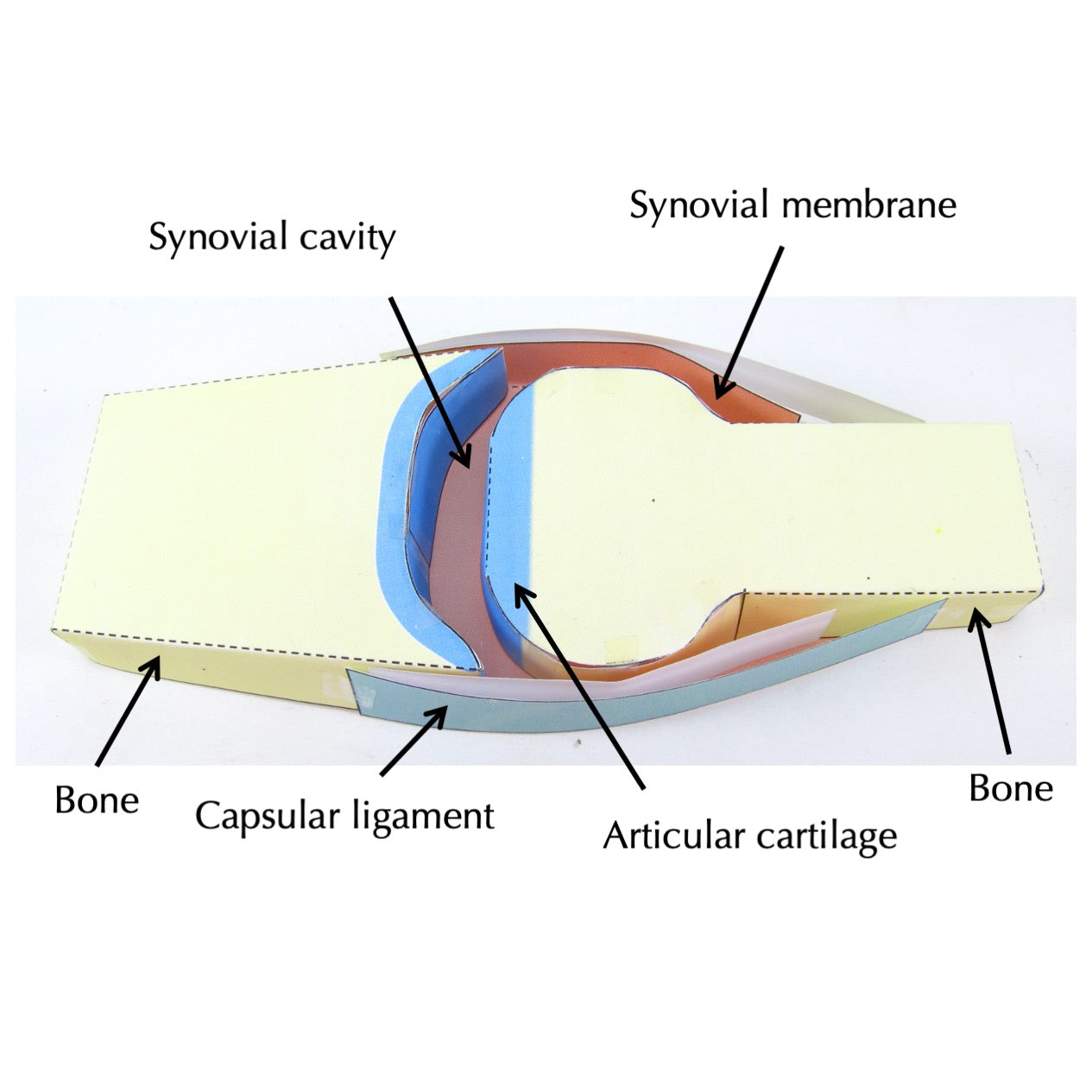 Synovial Membrane Diagram