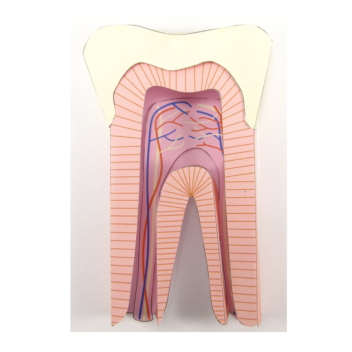 Structure of a Tooth – Origami Organelles